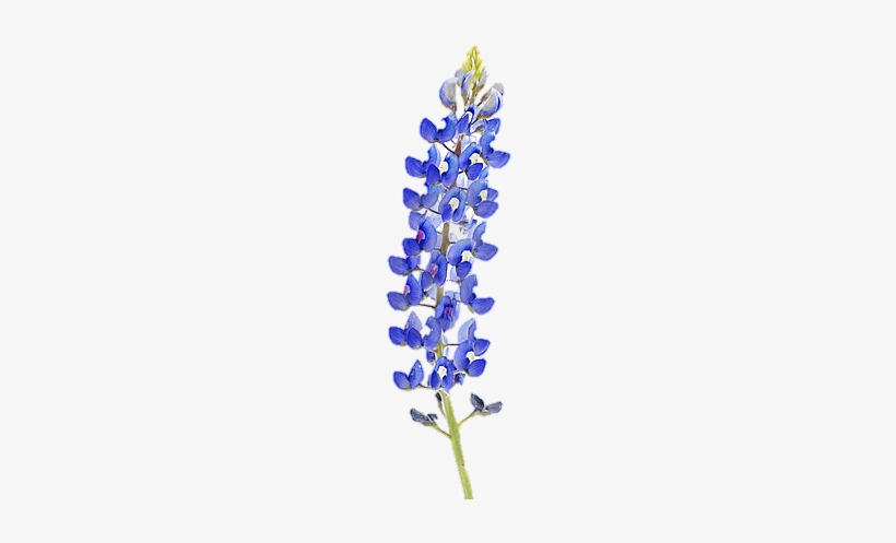 By Http - //fr Assets - Teleflora - Of Flowers/ Hyacinth - Bluebonnet ...