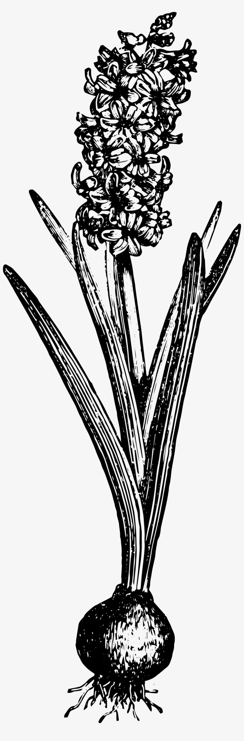 Hyacinth - Free Transparent PNG Download - PNGkey