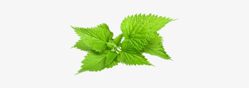 Nettle Leaves - Nettle Vector - Free Transparent PNG Download - PNGkey