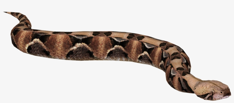 Gaboon Viper 4 - Rock Python - Free Transparent PNG Download - PNGkey
