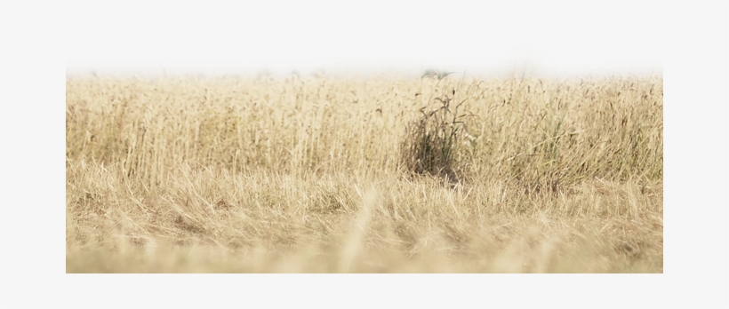 Bg2-672x347 - Field - Free Transparent PNG Download - PNGkey