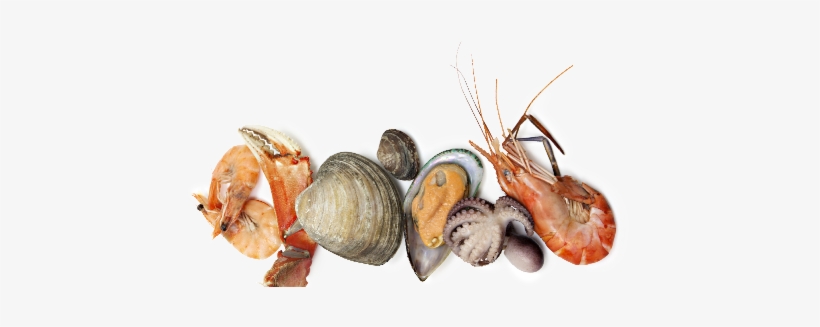 Mariscos Png - Pescados Y Mariscos Png - Free Transparent PNG Download ...