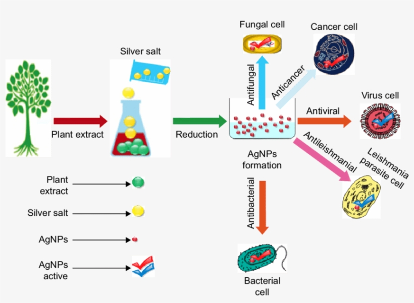 Graphical Abstract Representing The Synthesis And The - Diagram - Free ...