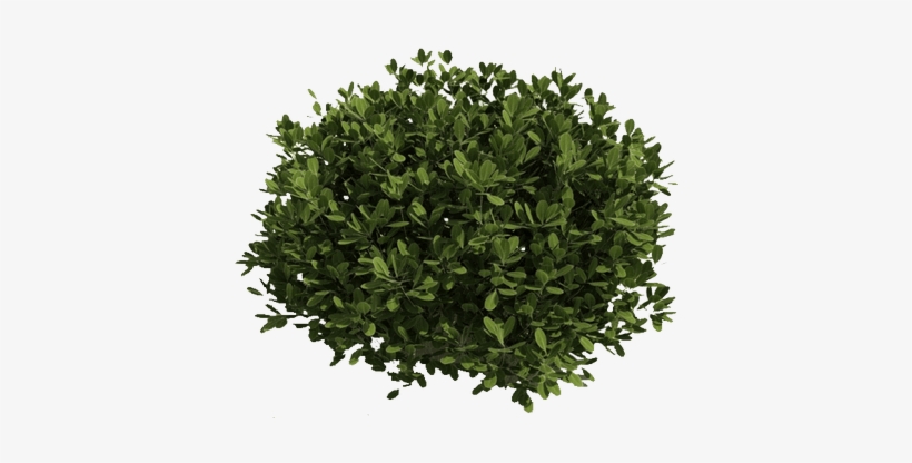 Busk Png Free: Bush Png Image With Trees Top View Psd Bush Png