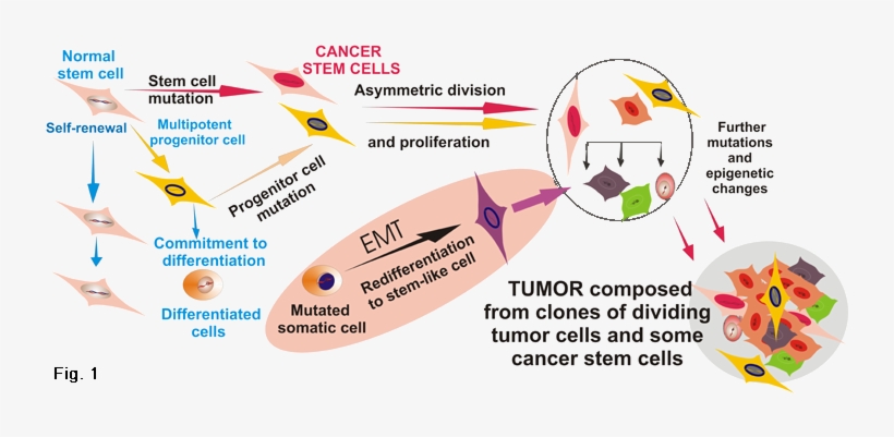 Stem Cell - Free Transparent PNG Download - PNGkey