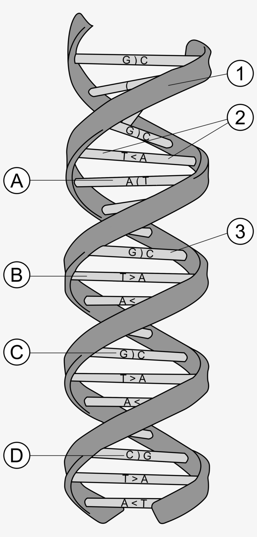 Dna Clipart Svg - Structure Of D Dna - Free Transparent PNG Download ...