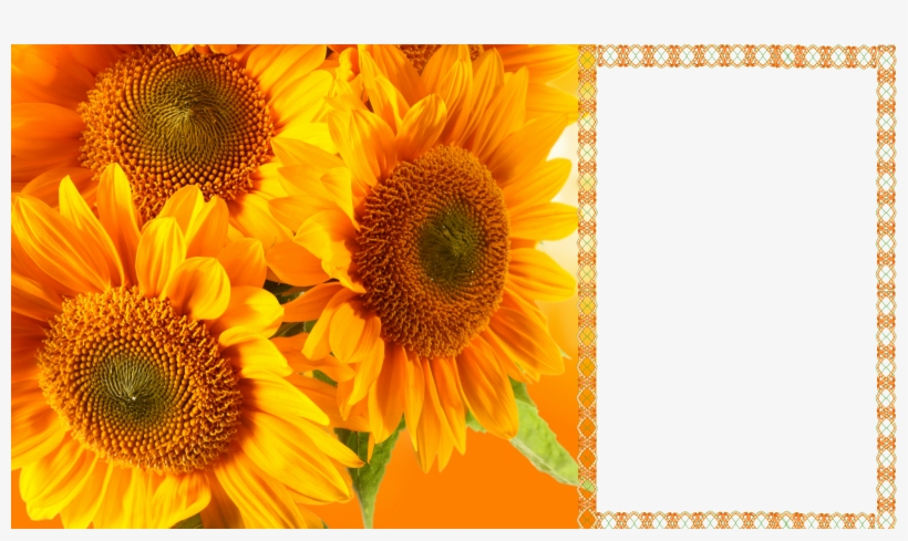 Hq Frames - Yellow Daisies Flowers At Sunset Cross Body Bag Large ...