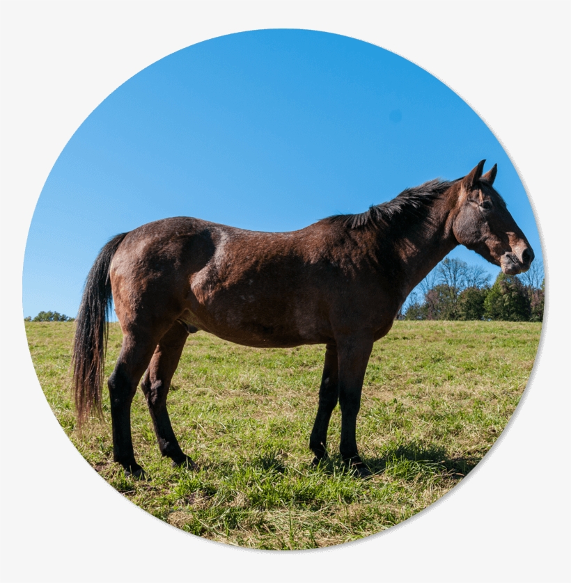 Rastus - Mane - Free Transparent PNG Download - PNGkey