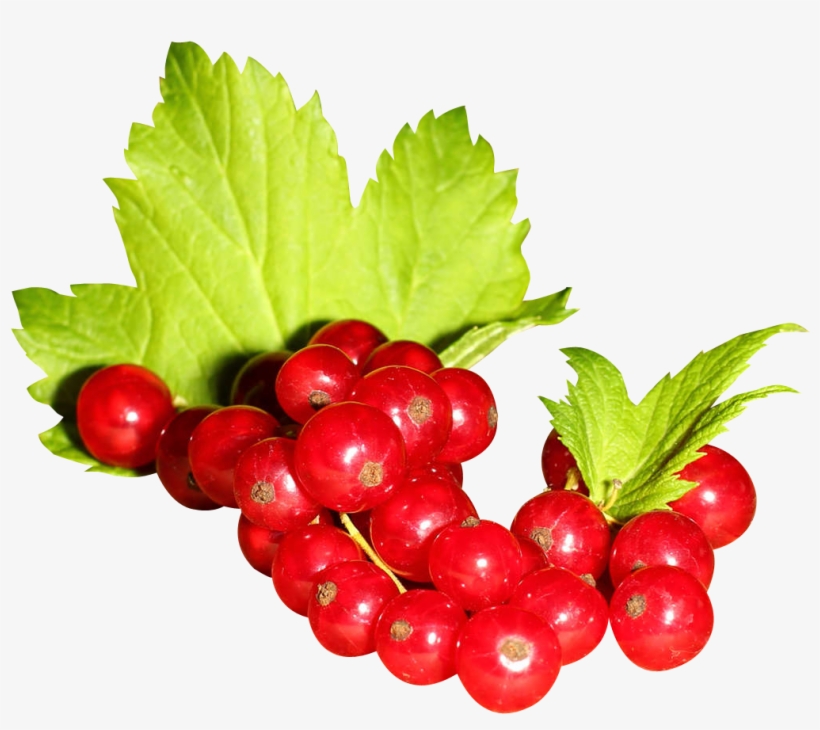 Red Currant Png - Free Transparent PNG Download - PNGkey