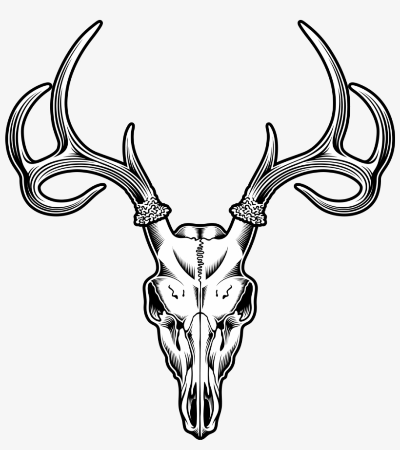 Deer Skull Drawing Illustration Deer Skull Vector Png Free Deer Skull Drawing Illustration Deer Skull Vector Png Free