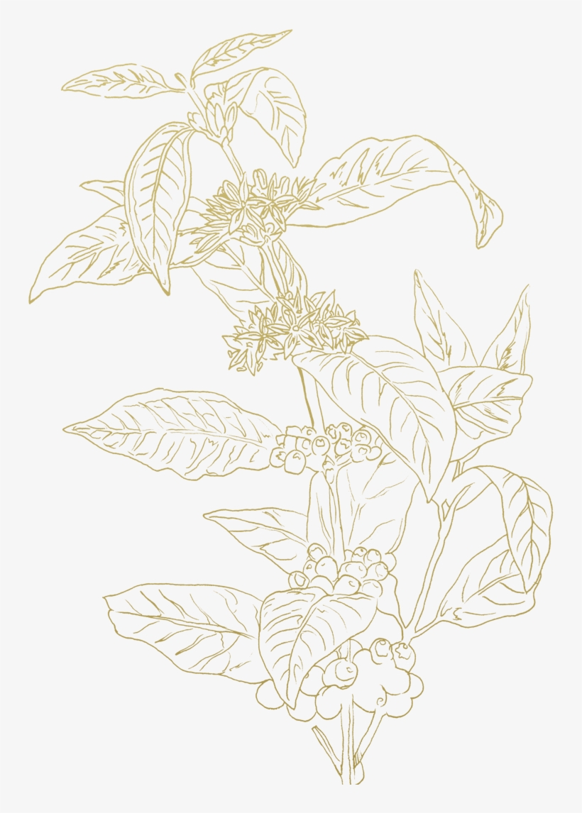 Sketch - Free Transparent PNG Download - PNGkey