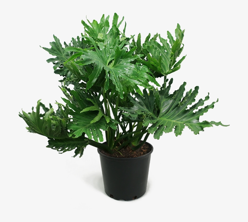 Philodendron Selloum Large - Philodendron Selloum Houseplant - Free ...