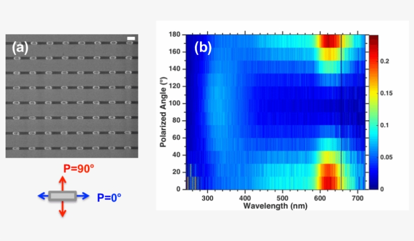 Scale Bar 200 Nm - Jpeg - Free Transparent PNG Download - PNGkey