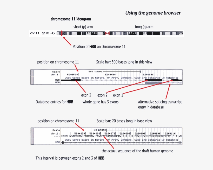 Guide To Using The Genome Browser - Hbb Gene Structure - Free ...