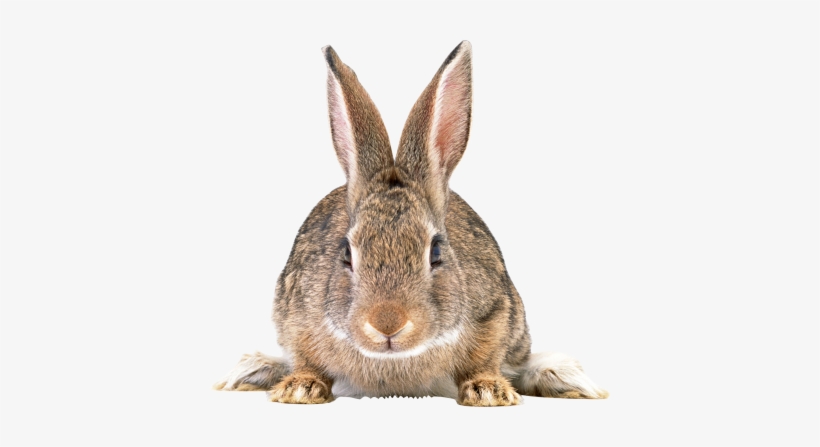 Rabbit Thirty - Rabbit Face Transparent Background - Free Transparent ...