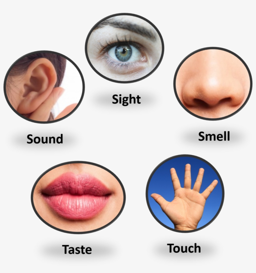 Perception - Free Transparent PNG Download - PNGkey