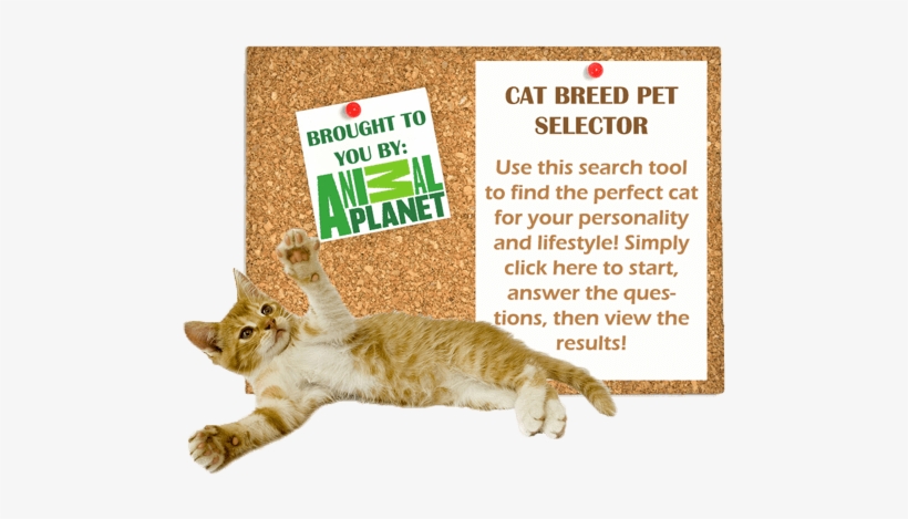 Cat Breed Pet Selector - Animal Planet - Free Transparent PNG Download ...