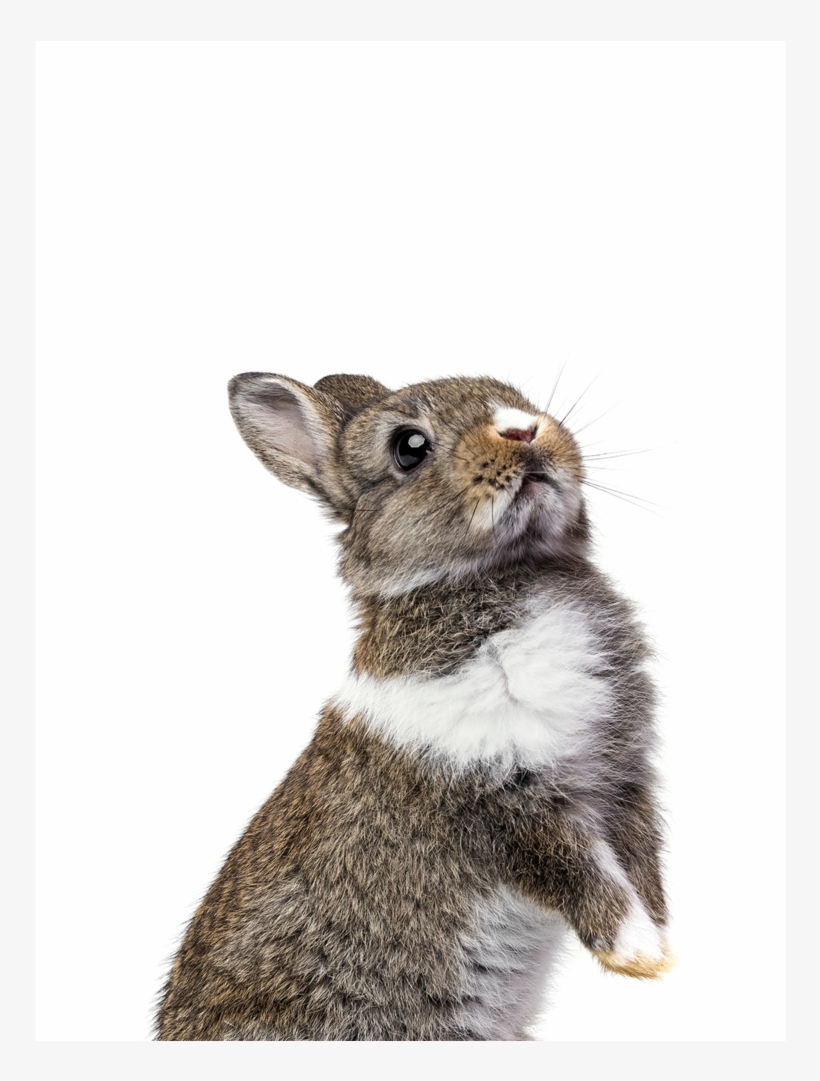 Baby Bunny Nursery Photo - Free Transparent PNG Download - PNGkey