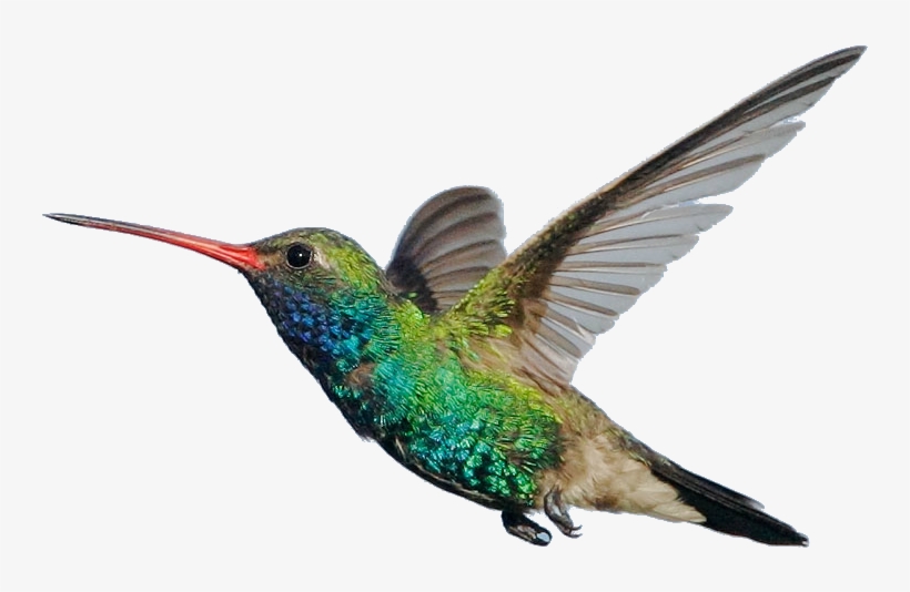 Scientific Classification And Surprising Facts - Colibri Real Png ...