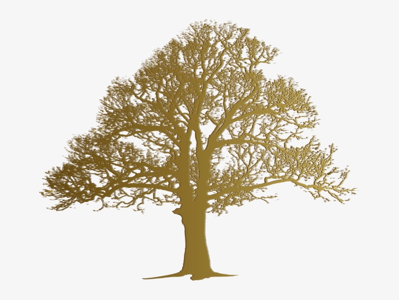 Argan Tree - Argan Tree Logo Png - Free Transparent PNG Download - PNGkey