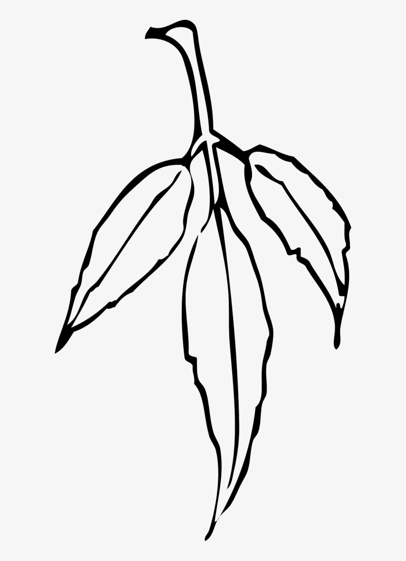 Vector Clip Art - Outline Image Of Neem Leaf - Free Transparent PNG ...