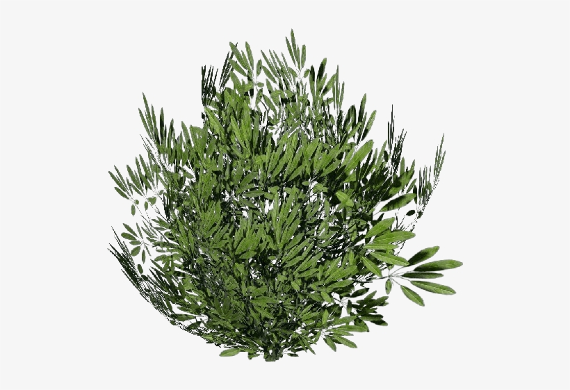 Cespuglio Png