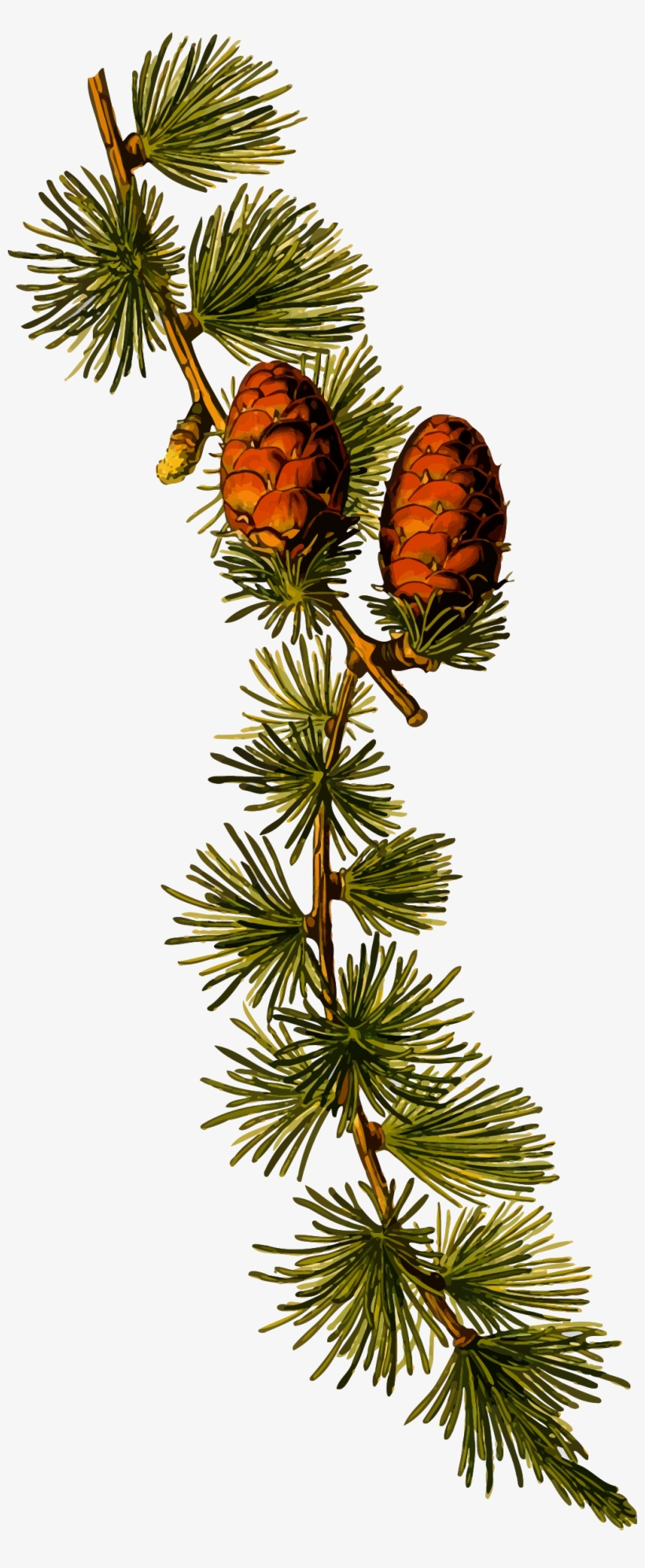 Big Image - Larix Decidua - Free Transparent PNG Download - PNGkey