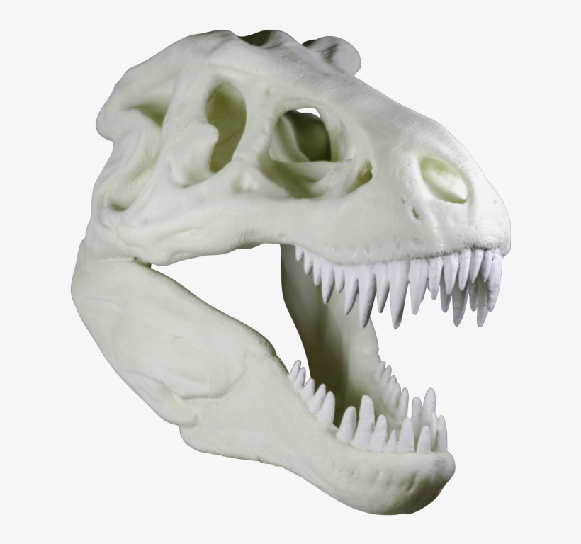 The Cranium Weighs Around 90kg And Took Approximately - Skull - Free ...