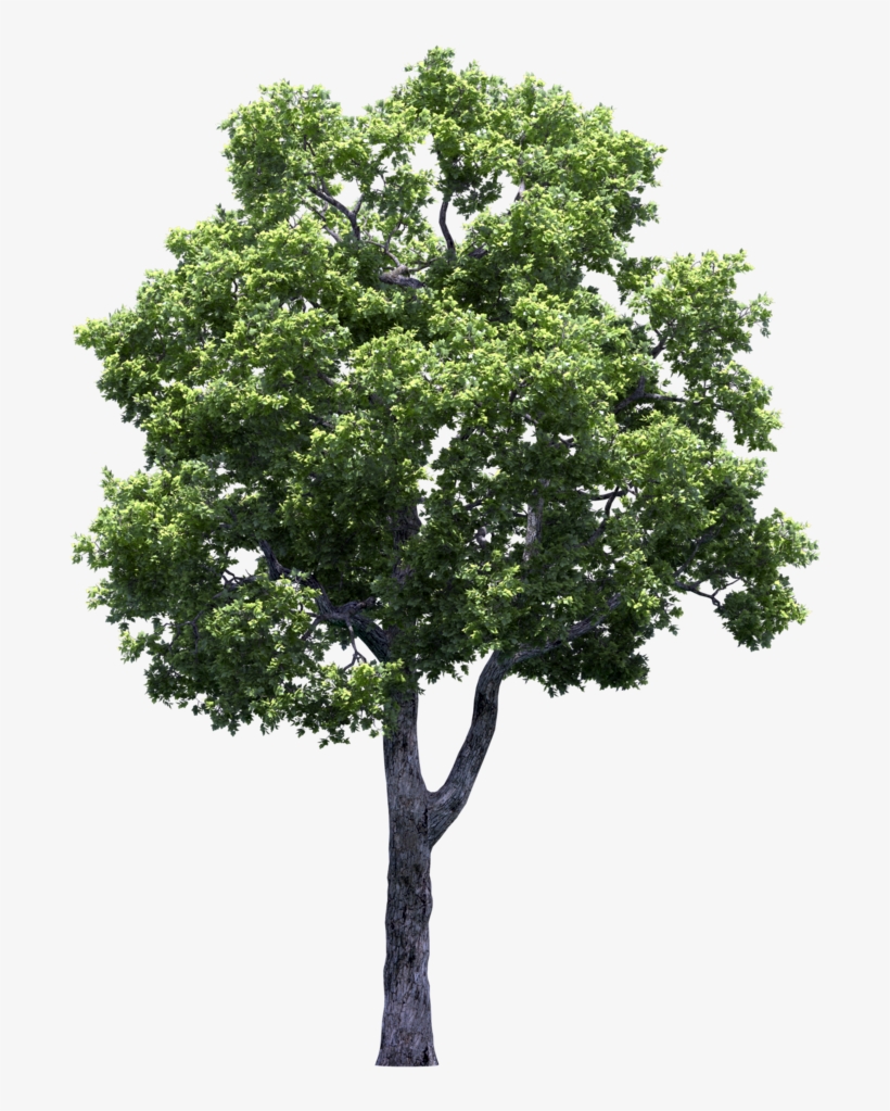 Growing Fruit Trees Vines Tree And Shrubs By The - Tree Transparent ...