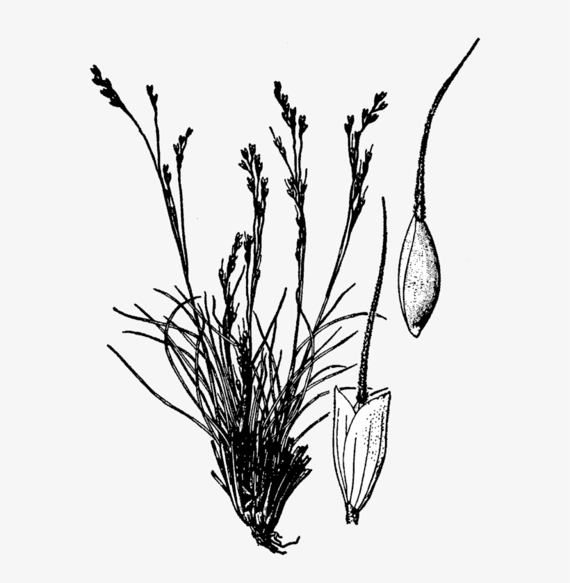 184 × 240 Pixels - Line Art - Free Transparent PNG Download - PNGkey