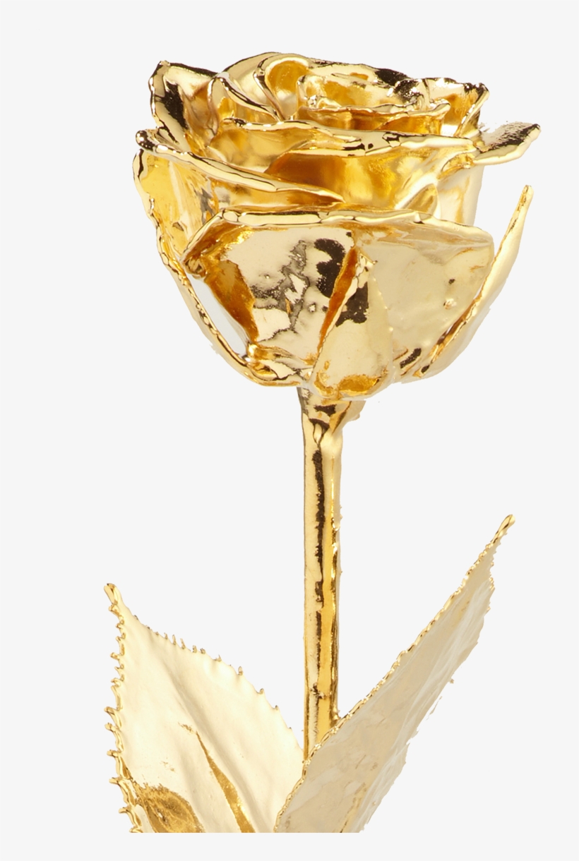 The Golden Rose - Rose - Free Transparent PNG Download - PNGkey