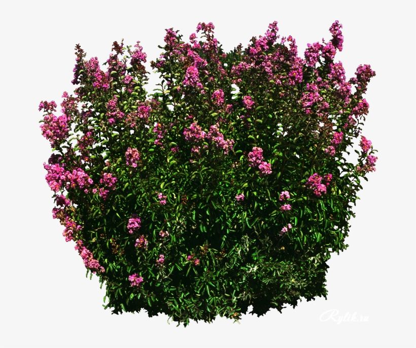 Shrub Png Download - Flower - Free Transparent PNG Download - PNGkey