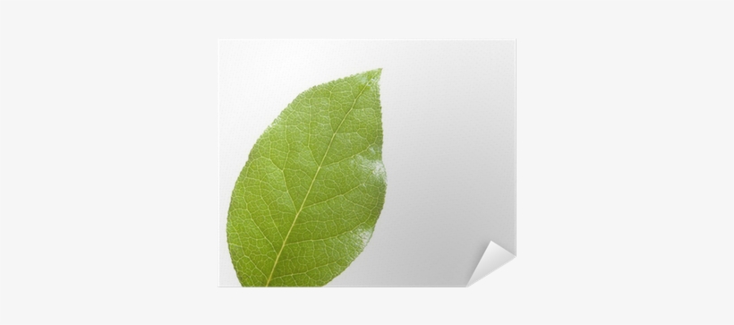 Plane-tree Family - Free Transparent PNG Download - PNGkey