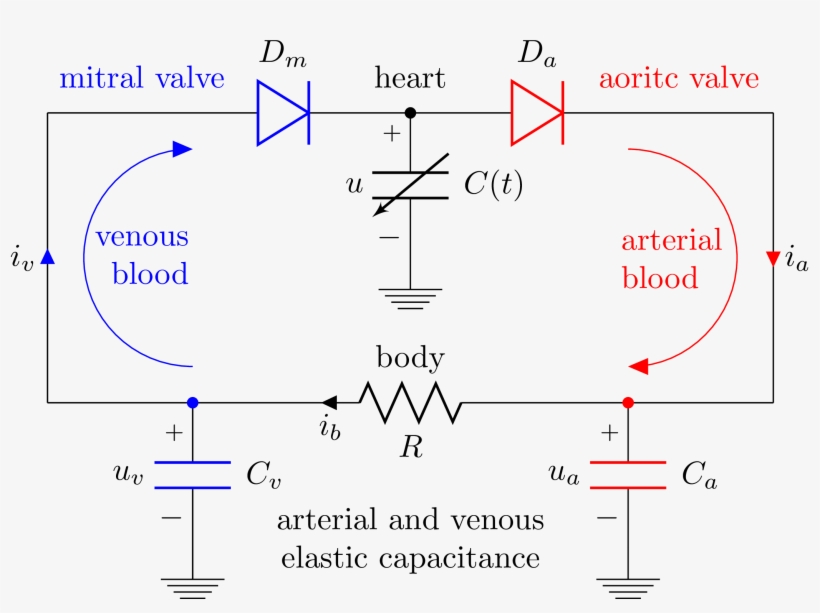 "electrical Analog Of The Heart And Circulatory System" - Heart - Free Transparent PNG Download ...