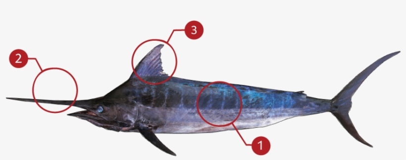 How To Identify A Blue Marlin - Atlantic Blue Marlin - Free Transparent ...