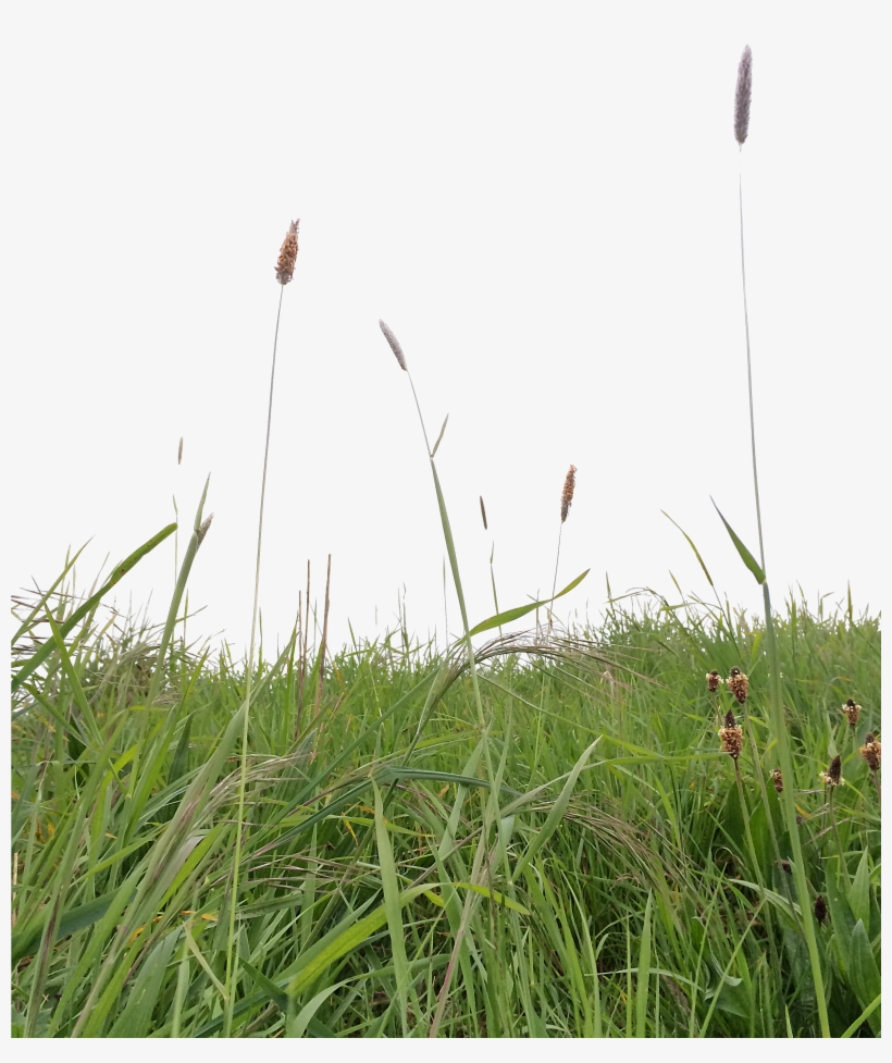 Explore Grass Photoshop Entourage Png Photoshop Tall - Deviantart ...