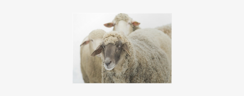 Sheep - Free Transparent PNG Download - PNGkey