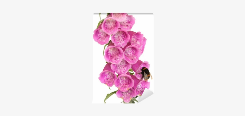 Pollen - Free Transparent PNG Download - PNGkey