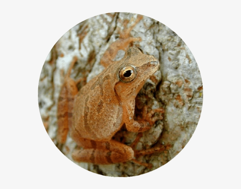 Spring Peeper - Free Transparent PNG Download - PNGkey
