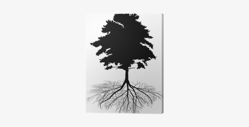 Pine Tree With Root Silhouette Canvas Print • Pixers® - Illustration ...