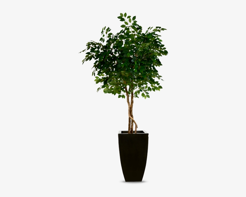 Thumb Image - Ficus Png - Free Transparent PNG Download - PNGkey