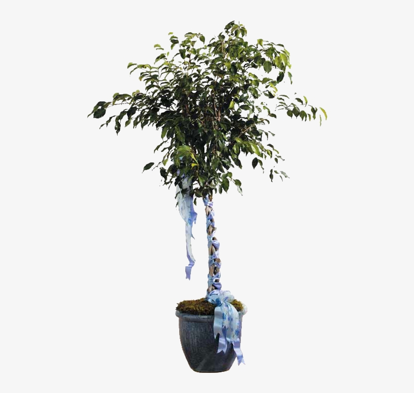 Ficus Tree - Talleys Florist - Free Transparent PNG Download - PNGkey