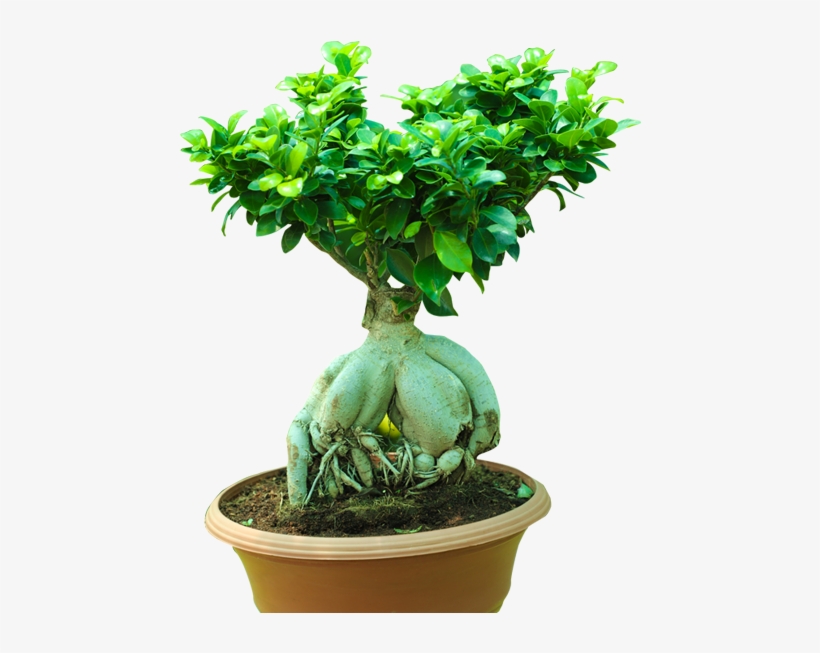 Ficus Retusa - Free Transparent PNG Download - PNGkey