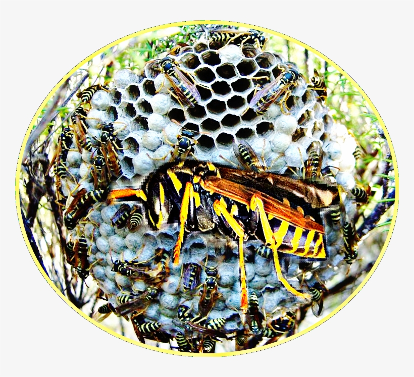 Paper Wasp - Free Transparent PNG Download - PNGkey