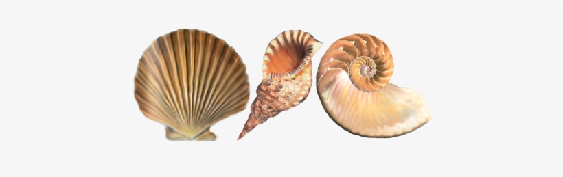 Documents And Designs Beach Sand With Shells Png - Shell - Free ...