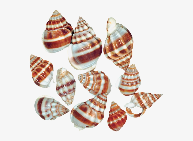 0, - Sea Snails Snail Png - Free Transparent PNG Download - PNGkey