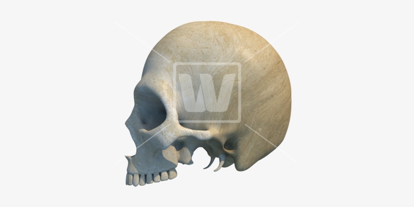 Skull Side View Png - Skull - Free Transparent PNG Download - PNGkey
