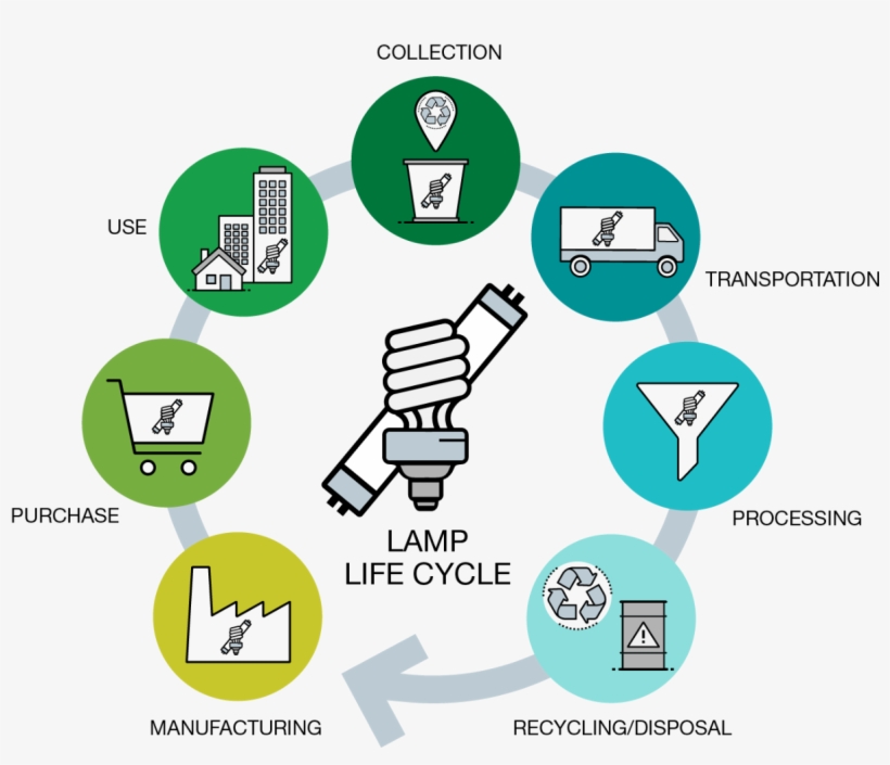 Life Cycle Of A Lamp - Biological Life Cycle - Free Transparent PNG ...