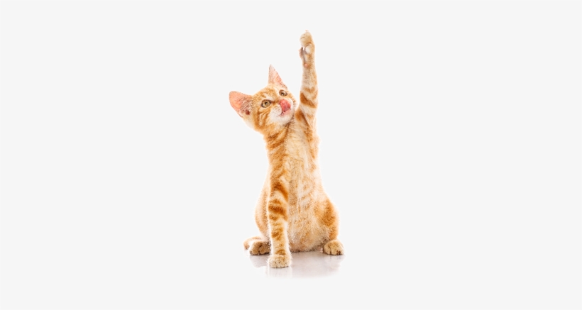 Happy Cat Png - Cat - Free Transparent PNG Download - PNGkey