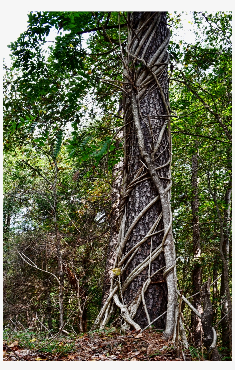Tree Vines In Forest Png Background Stock Photo 00 - Free Transparent ...